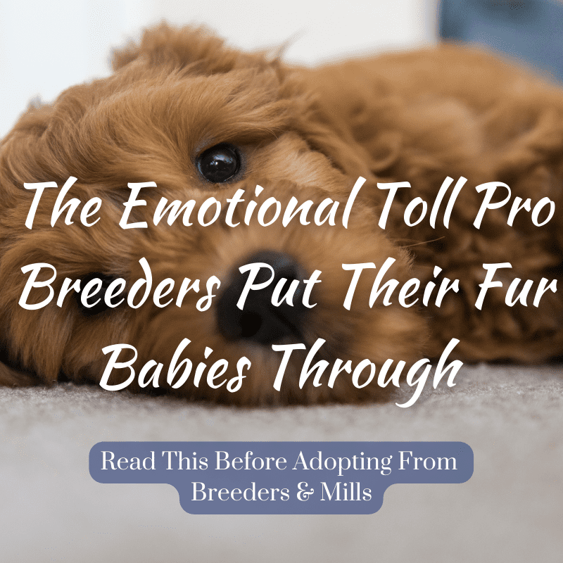 The Emotional Toll Breeders Put Their Fur Babies Through | Adopt, Don't ...