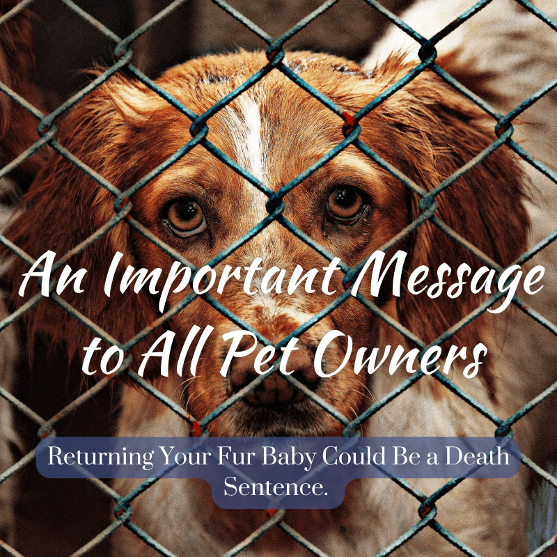 An Important Message to All Pet Parents - Petcare Basics 101 | 501 (c) (3)